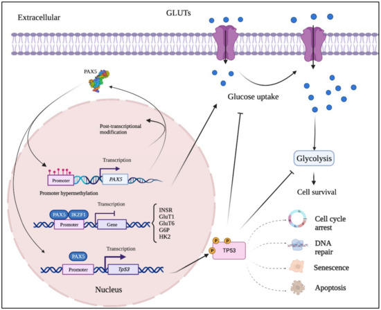 The Pleiotropy of PAX5 Gene Products and Function