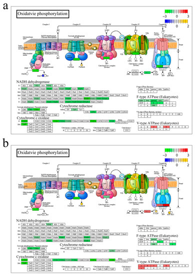 IJMS | Free Full-Text | Integrated Analysis of Transcriptome and Metabolome Reveals Distinct ...