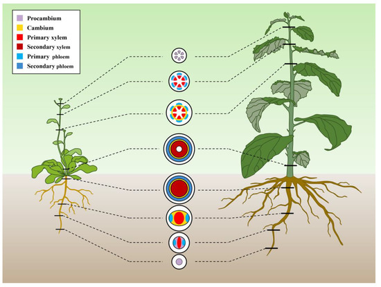 Xylem In Stem