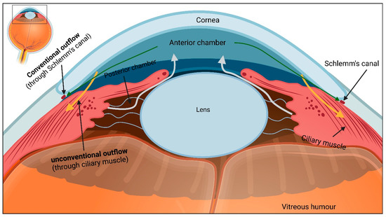 Ocular Lymphatic and Glymphatic Systems: Implications for Retinal ...