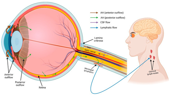 Ocular Lymphatic and Glymphatic Systems: Implications for Retinal ...