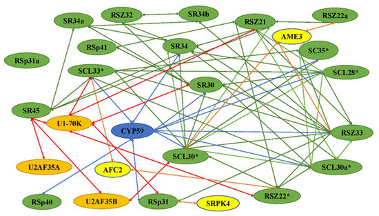 Regulatory Network of Serine/Arginine-Rich (SR) Proteins: The Molecular ...