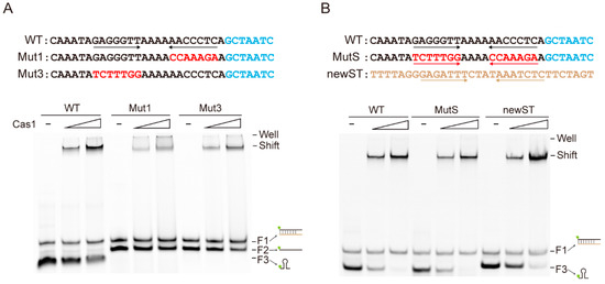 DNA Motifs and an Accessory CRISPR Factor Determine Cas1 Binding and ...