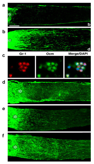 Retinal Ganglion Cell Survival and Axon Regeneration after Optic Nerve ...