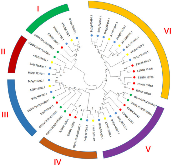 IJMS | Free Full-Text | Genome-Wide Characterization of PIN Auxin ...