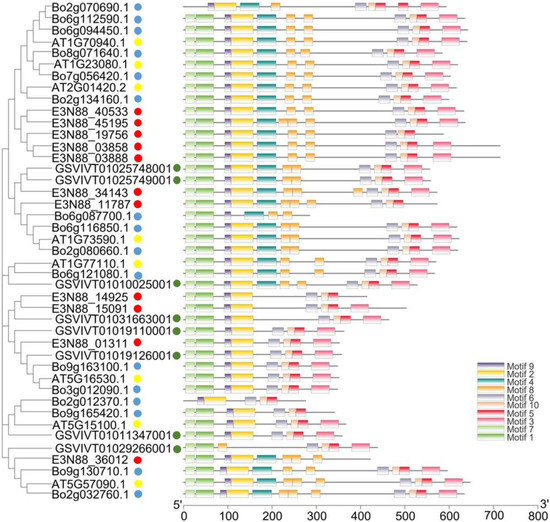 IJMS | Free Full-Text | Genome-Wide Characterization of PIN Auxin ...