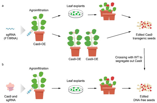 Virus-Induced Gene Editing and Its Applications in Plants