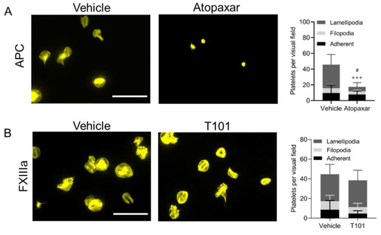 Coagulation Factor XIIIa and Activated Protein C Activate Platelets via ...