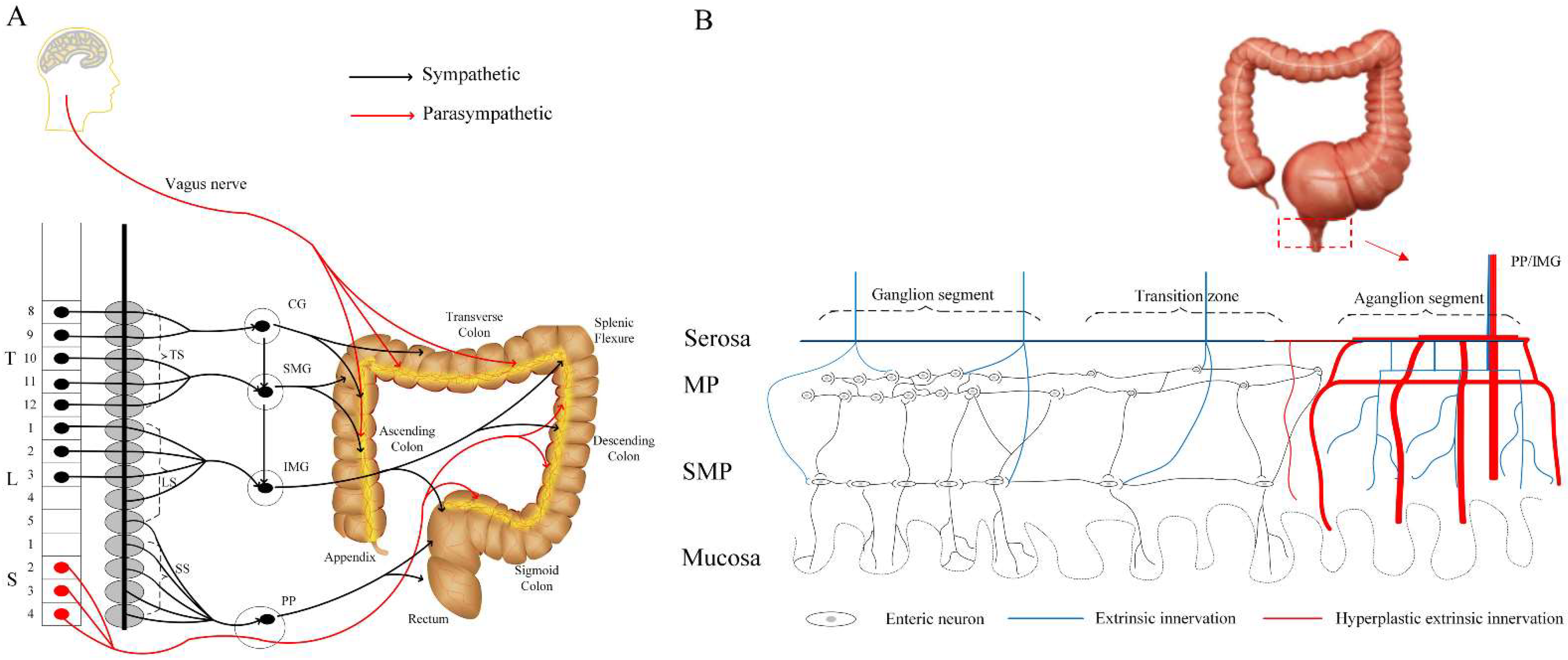 Down-Regulation of Double C2 Domain Alpha Promotes the Formation of ...