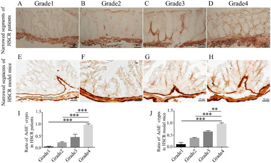 Down-Regulation of Double C2 Domain Alpha Promotes the Formation of ...