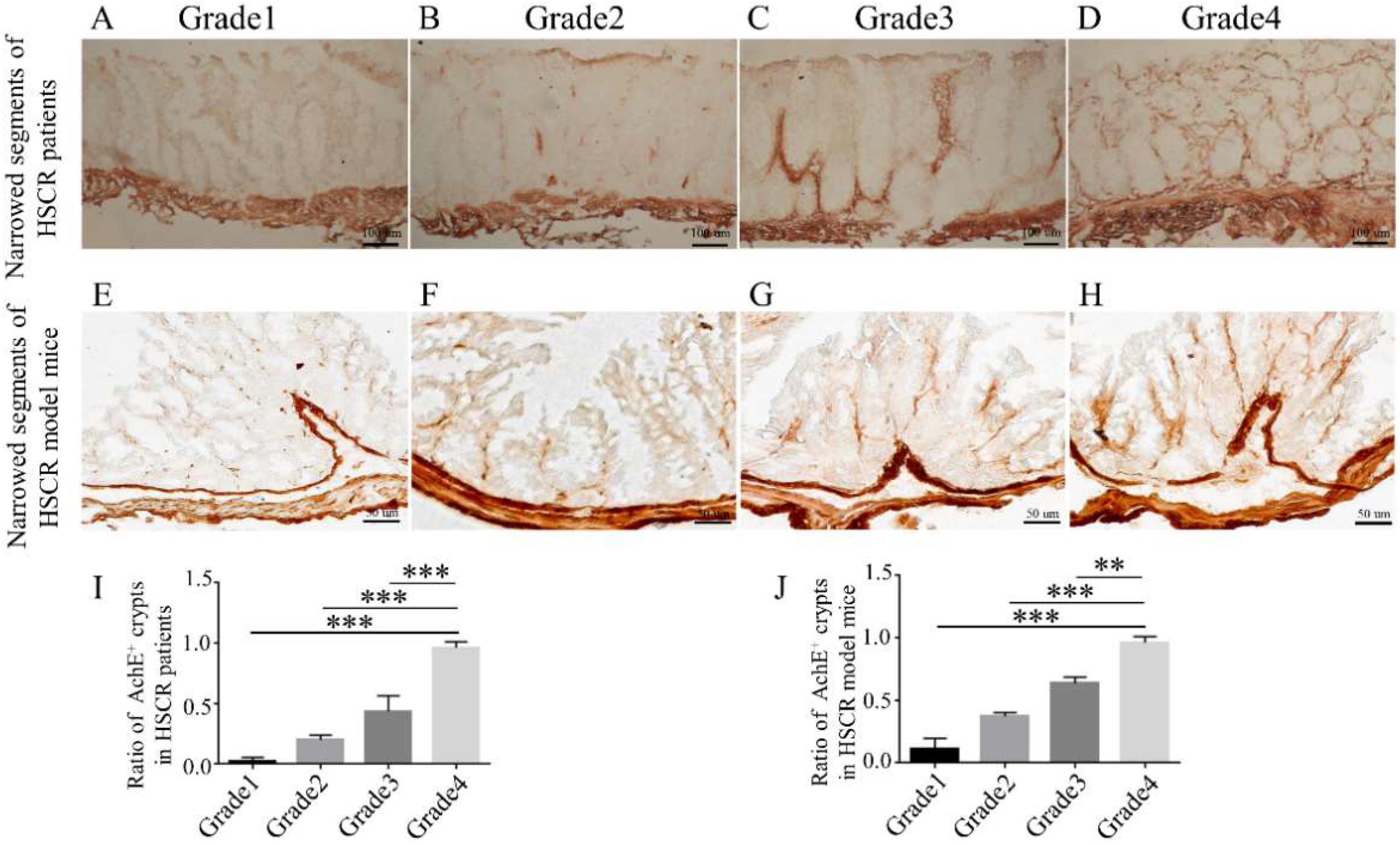 Down-Regulation of Double C2 Domain Alpha Promotes the Formation of ...
