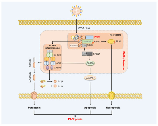 Ijms Free Full Text Zbp1 A Powerful Innate Immune Sensor And