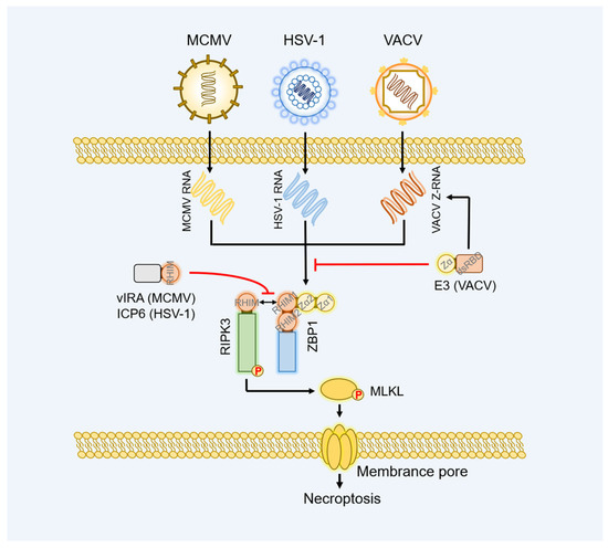 IJMS | Free Full-Text | ZBP1: A Powerful Innate Immune Sensor and Double-Edged Sword in Host ...