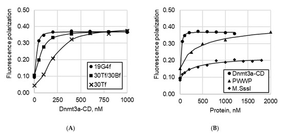 Impact of G-Quadruplex Structures on Methylation of Model Substrates by ...
