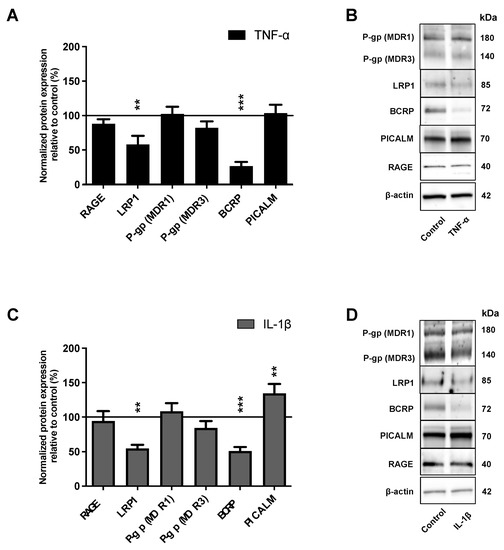TNF-α and IL-1β Modulate Blood-Brain Barrier Permeability and Decrease ...