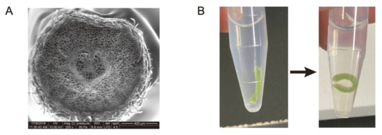 Mechanics of Reversible Deformation during Leaf Movement and Regulation ...