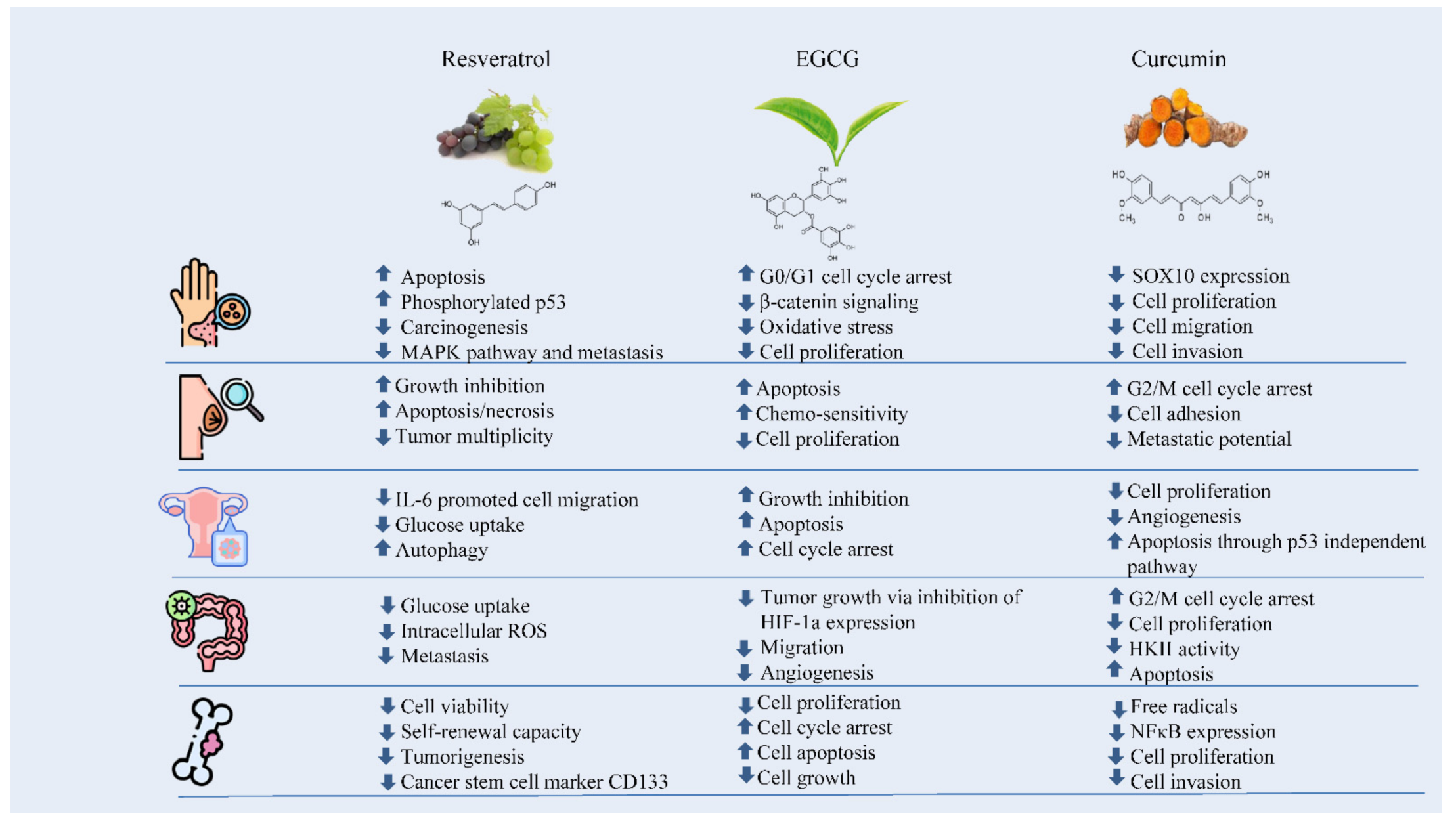 Polyphenols As Anticancer Agents Encyclopedia Mdpi