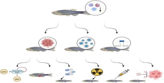 IJMS | Free Full-Text | One Host-Multiple Applications: Zebrafish ...