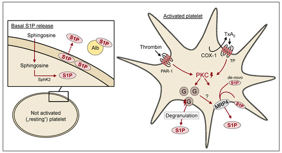 Platelet-Derived S1P and Its Relevance for the Communication with ...