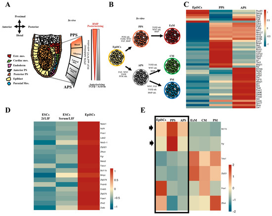 IJMS | Free Full-Text | Progesterone Receptor Modulates Extraembryonic ...