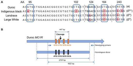 Pig Coat Color Manipulation by MC1R Gene Editing