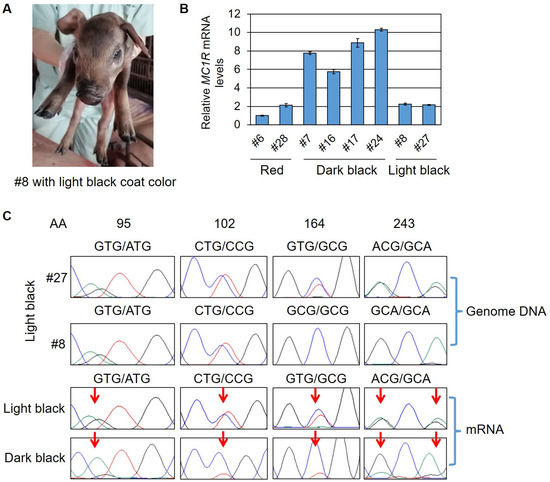 Pig Coat Color Manipulation by MC1R Gene Editing