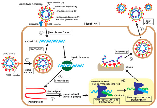 State-of-the-Art Molecular Dynamics Simulation Studies of RNA-Dependent ...