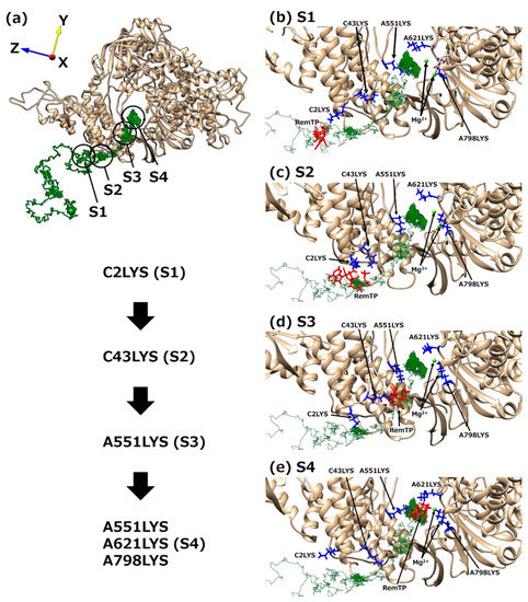 State-of-the-Art Molecular Dynamics Simulation Studies of RNA-Dependent ...