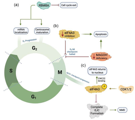 IJMS | Free Full-Text | Diverse Roles of the Exon Junction Complex ...