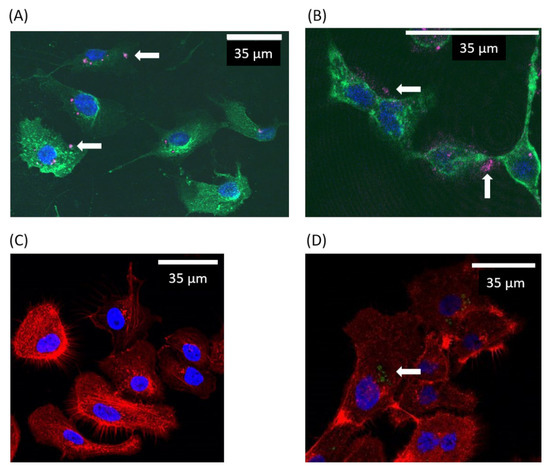 IJMS | Free Full-Text | Cyto-Genotoxicity of Tritiated Stainless Steel ...