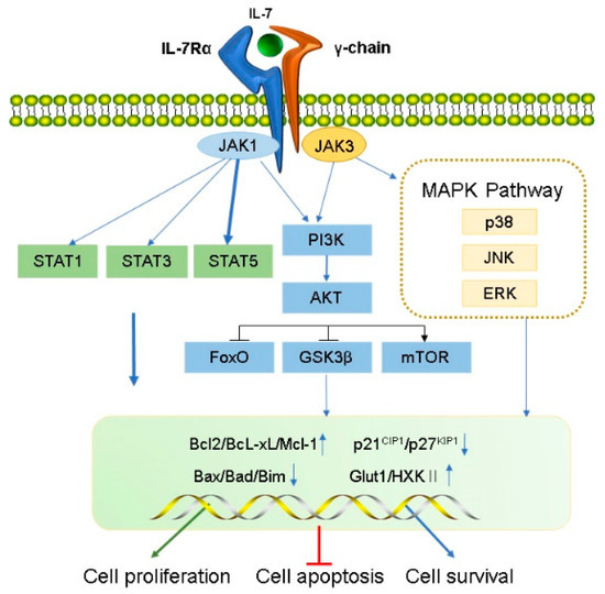 The Role of IL-7 and IL-7R in Cancer Pathophysiology and Immunotherapy