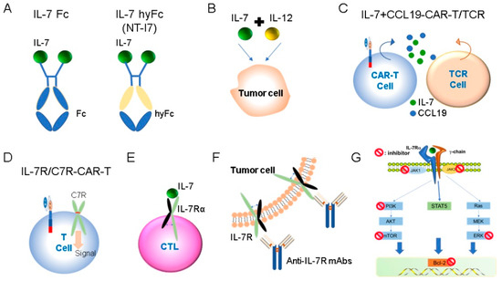 The Role of IL-7 and IL-7R in Cancer Pathophysiology and Immunotherapy
