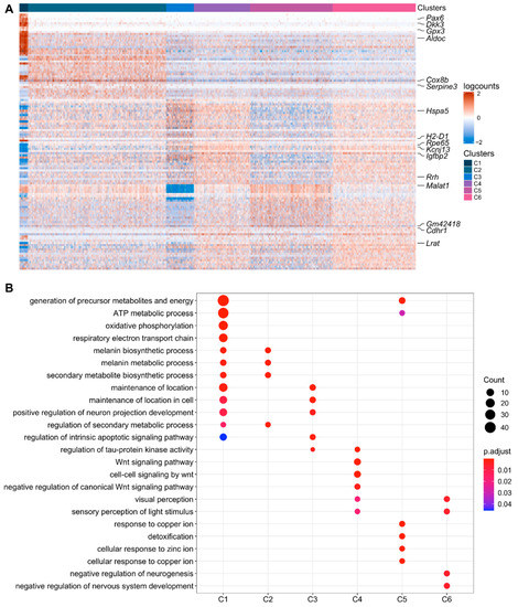 IJMS | Free Full-Text | Single-Cell RNA Sequencing Reveals Molecular ...