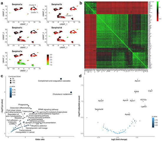 Loss of Serpina1 in Mice Leads to Altered Gene Expression in ...