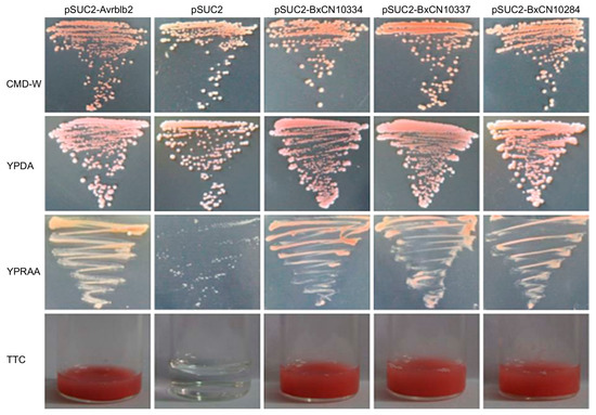 Roles of Species-Specific Legumains in Pathogenicity of the Pinewood ...