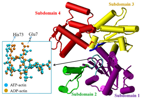 Structural Significance of His73 in F-Actin Dynamics: Insights from Ab ...