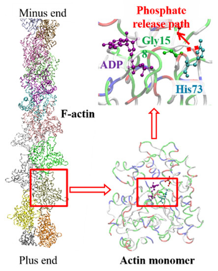 Structural Significance of His73 in F-Actin Dynamics: Insights from Ab ...