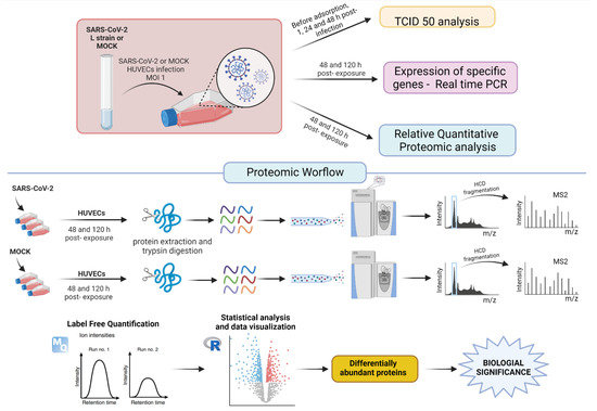 Proteomic Analysis Identifies Molecular Players and Biological ...