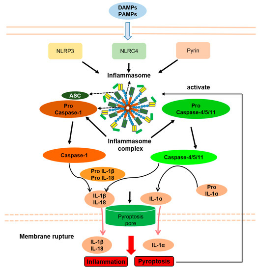 Does Pyroptosis Play a Role in Inflammasome-Related Disorders?