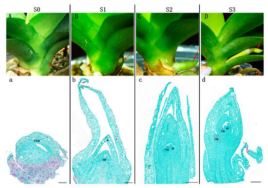 Transcriptome Analysis Reveals Endogenous Hormone Changes during Spike ...