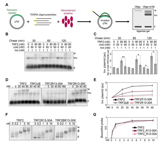 In Vitro Characterization of the Physical Interactions between the Long ...