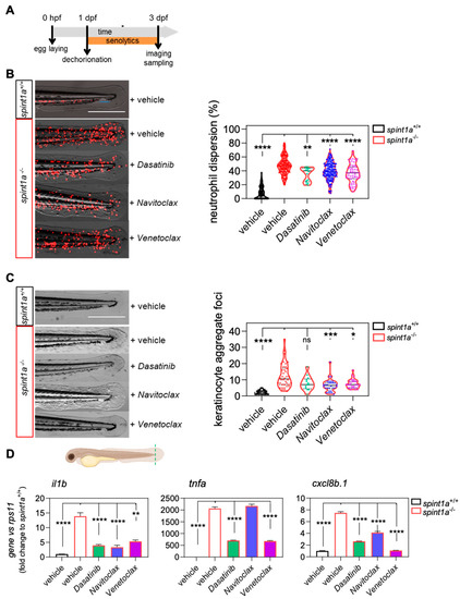Senescence-Independent Anti-Inflammatory Activity of the Senolytic ...