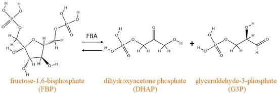 Fructose 1 6 Bisphosphatase