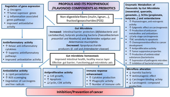 Molecular and Cellular Mechanisms of Propolis and Its Polyphenolic ...