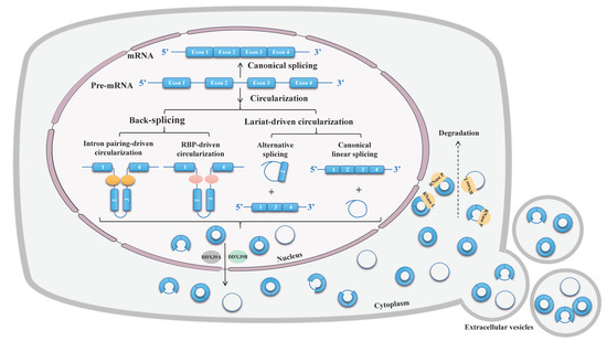 IJMS | Free Full-Text | Role of Circular RNAs in Pulmonary Fibrosis