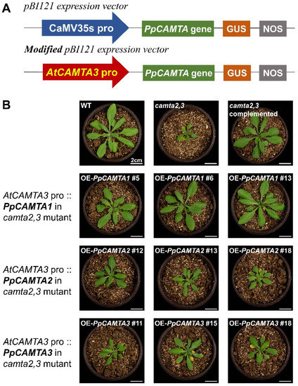 Genome-Wide Analysis of Calmodulin Binding Transcription Activator ...