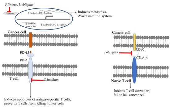 Current Uses of Mushrooms in Cancer Treatment and Their Anticancer ...