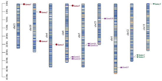 Genome-Wide Identification of Laminin Family Related to Follicular ...