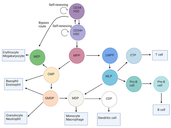 Flow Cytometric Identification of Hematopoietic and Leukemic Blast Cells for Tailored Clinical ...