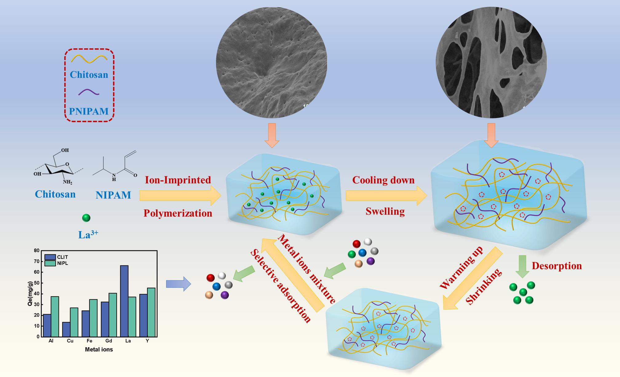 IJMS | Free Full-Text | Water-Recyclable Chitosan-Based Ion-Imprinted ...